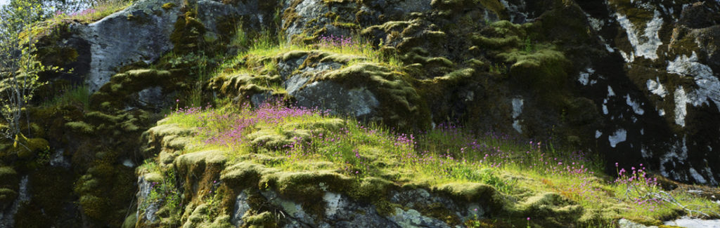 Herbaceous Ecosystems (HB) | DIEM Project