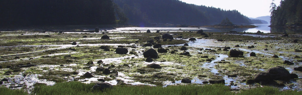 Intertidal Ecosystems (IT) | DIEM Project